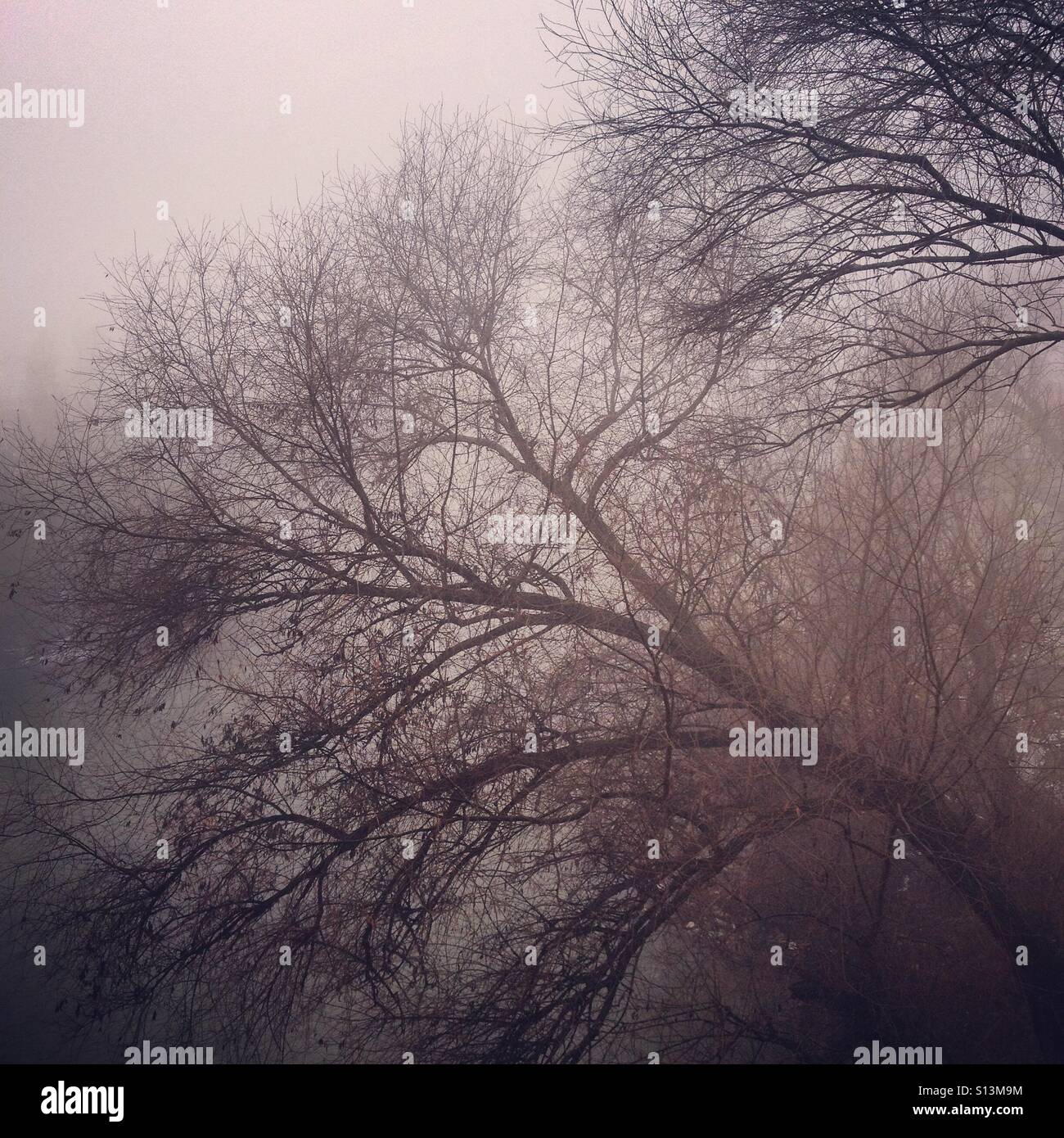 Trees in the smog Stock Photo - Alamy