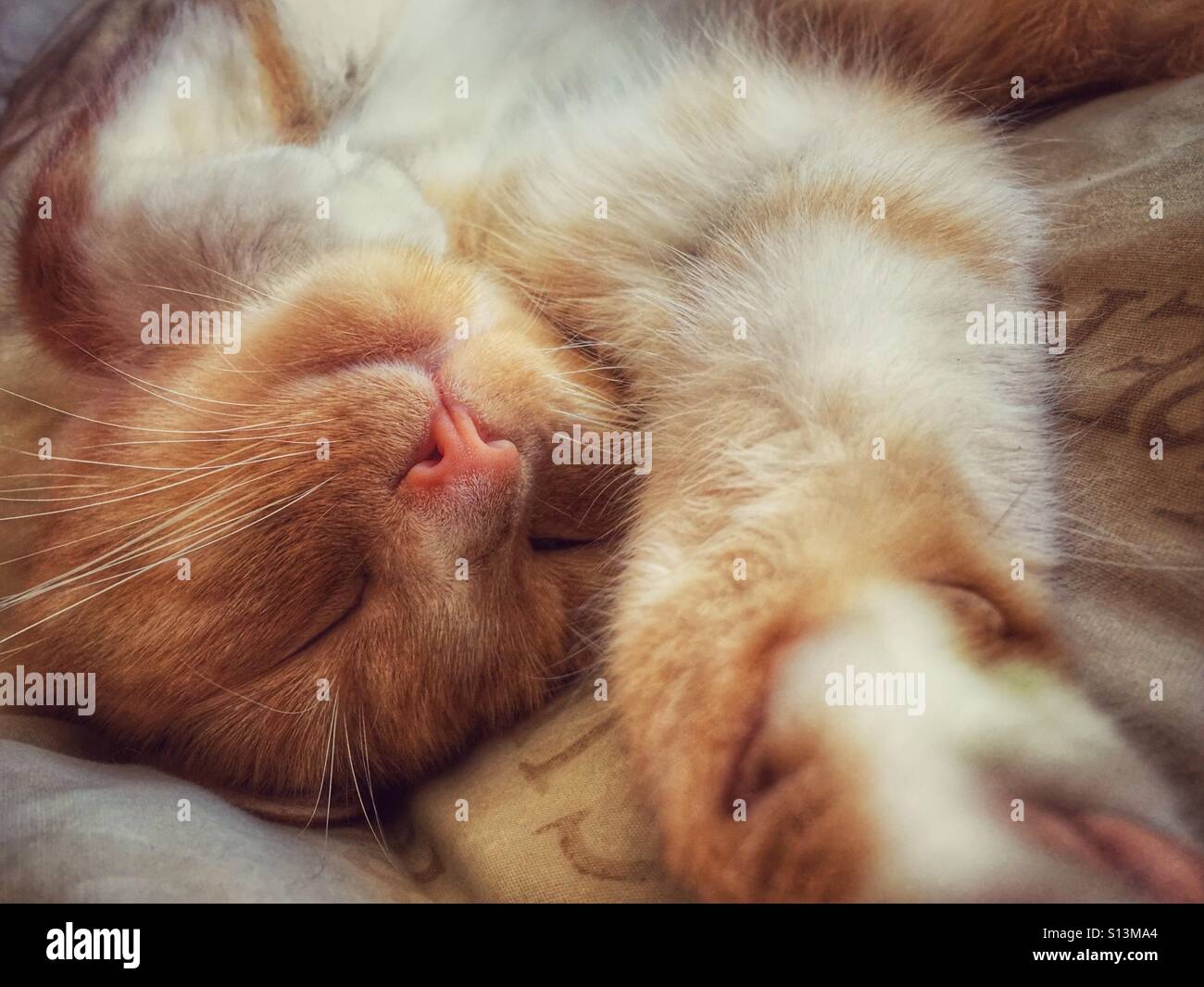 Pet cat sleeping with outstretched paw Stock Photo - Alamy