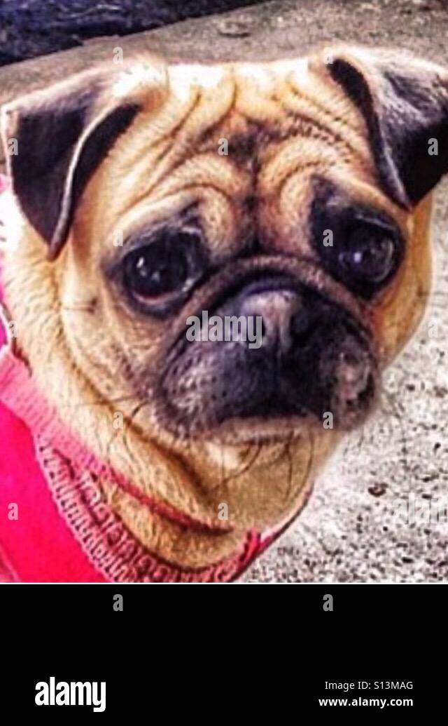 Wrinkles face dog hi-res stock photography and images - Alamy