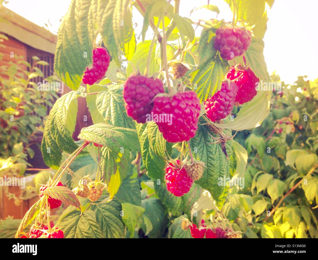 Raspberries growing in a back garden Stock Photo - Alamy