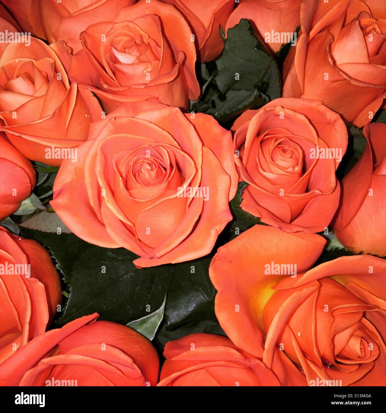 Pretty Roses High Resolution Stock Photography and Images - Alamy