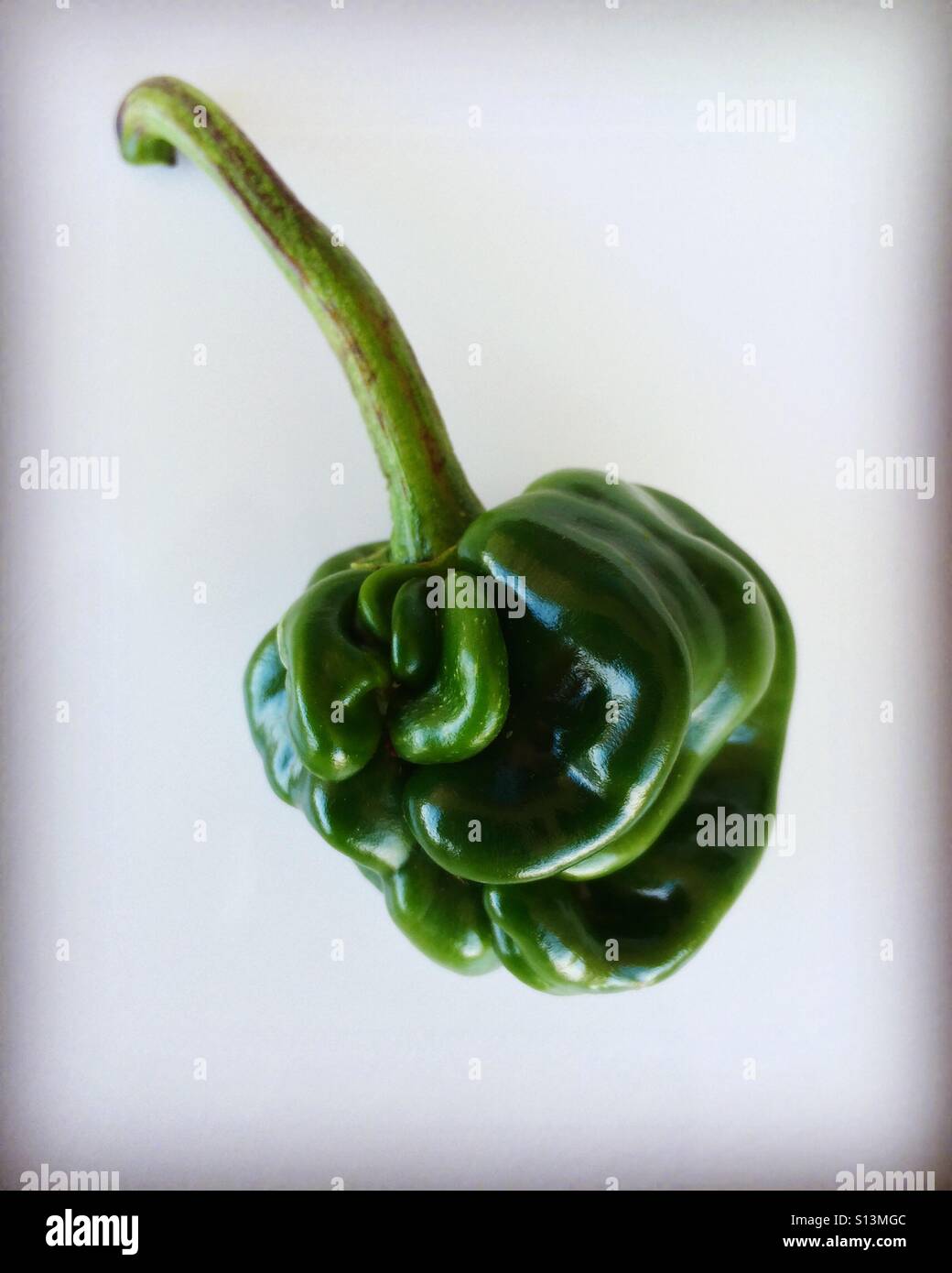 Espelette chili pepper, distorted shape, famous pepper of Basque ...