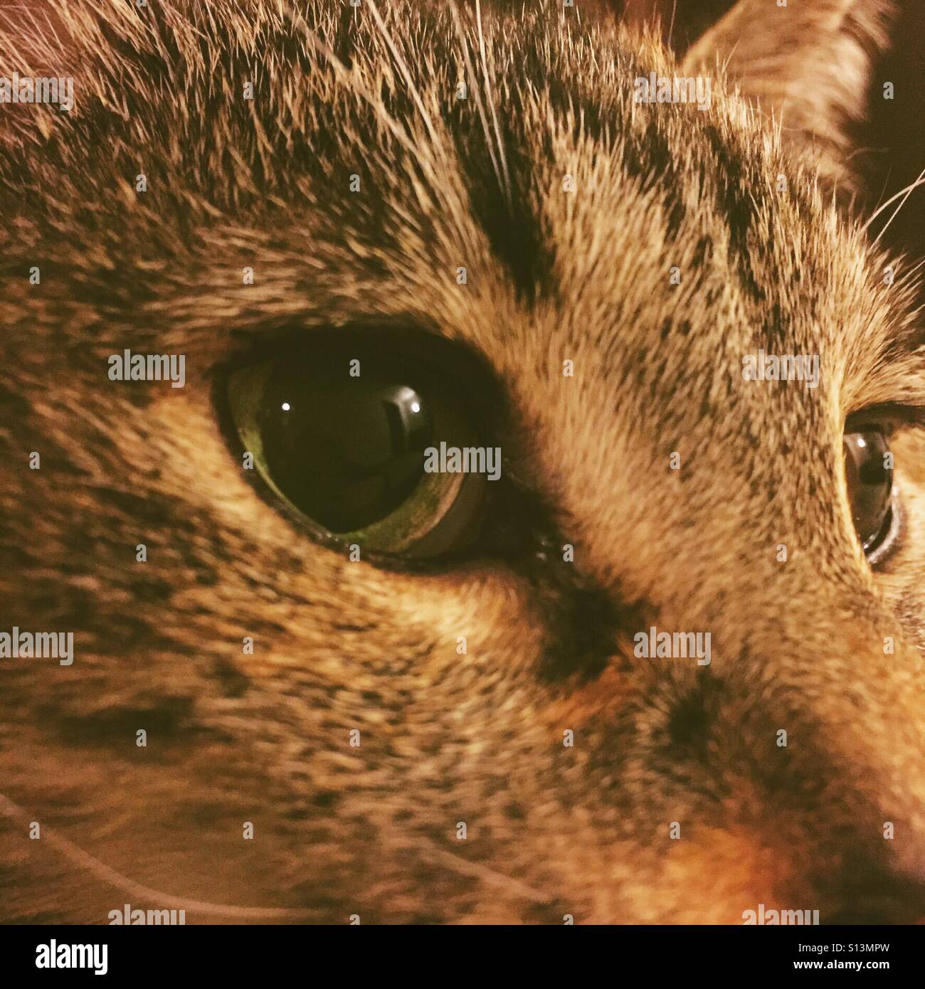 Profile view of a calico cats face Stock Photo - Alamy