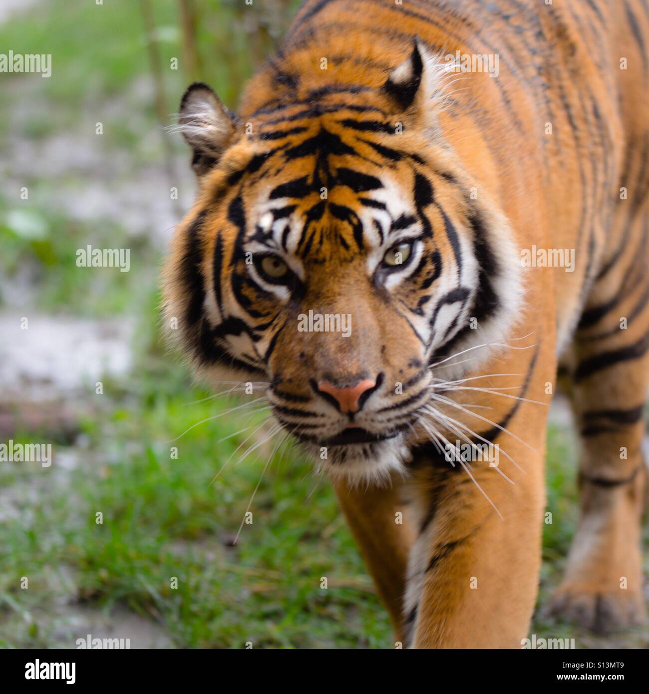 Prowling tiger hi-res stock photography and images - Alamy