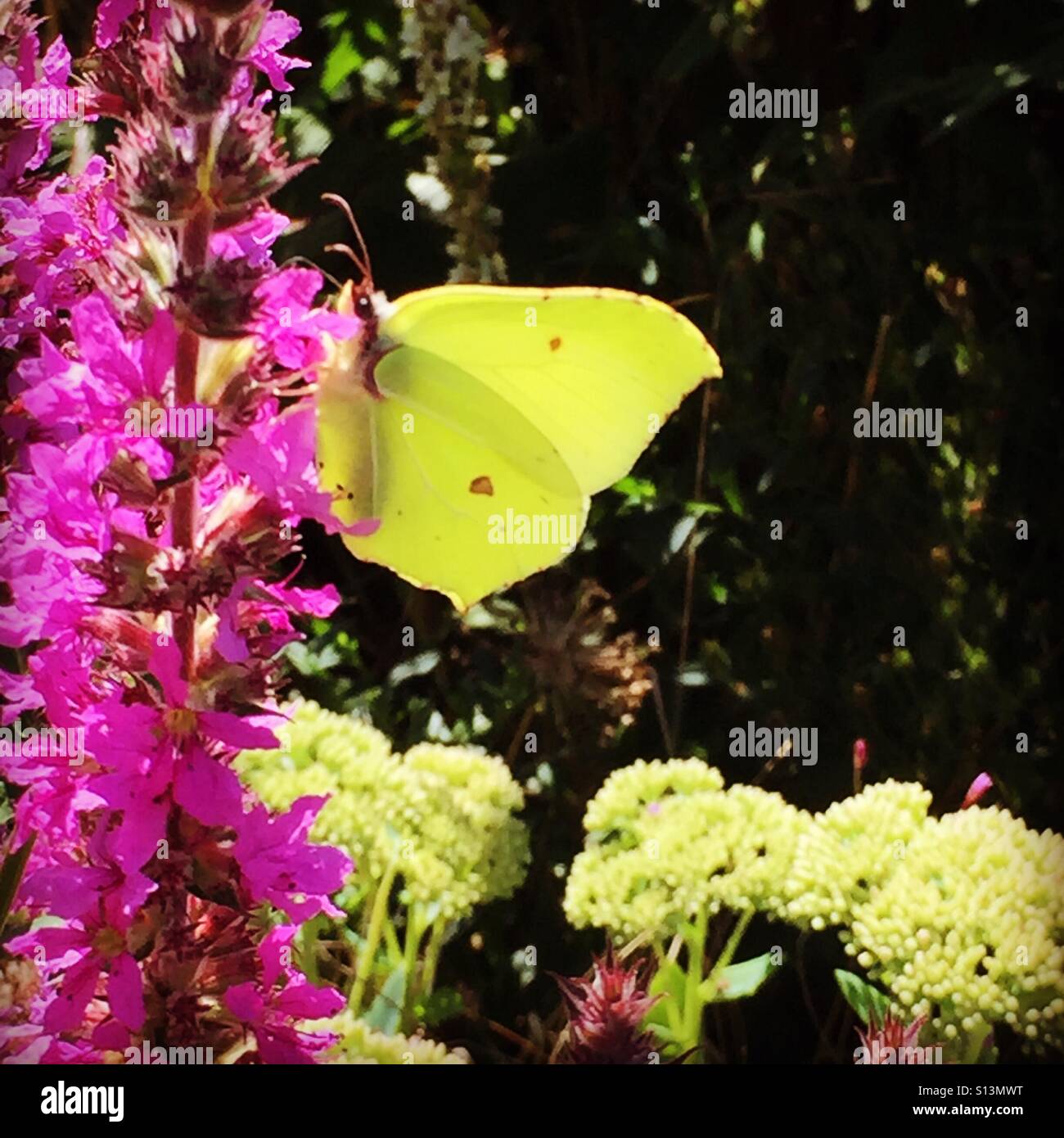 Bright yellow butterfly hi-res stock photography and images - Alamy