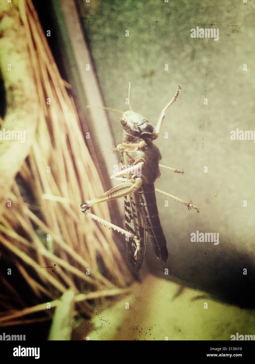 Locusts pests hi-res stock photography and images - Alamy