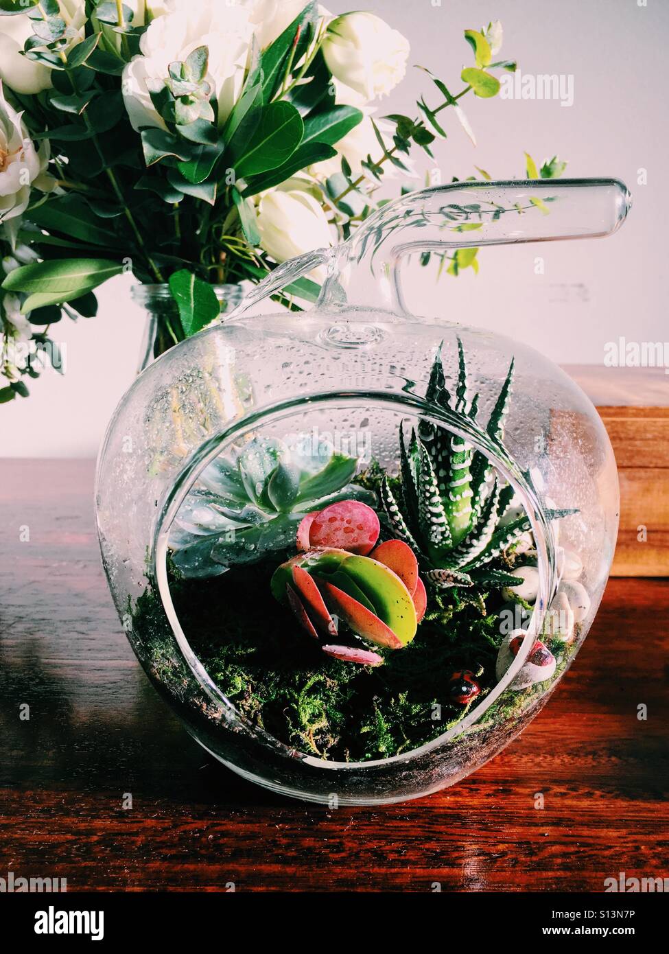 Terrariums hi-res stock photography and images - Alamy