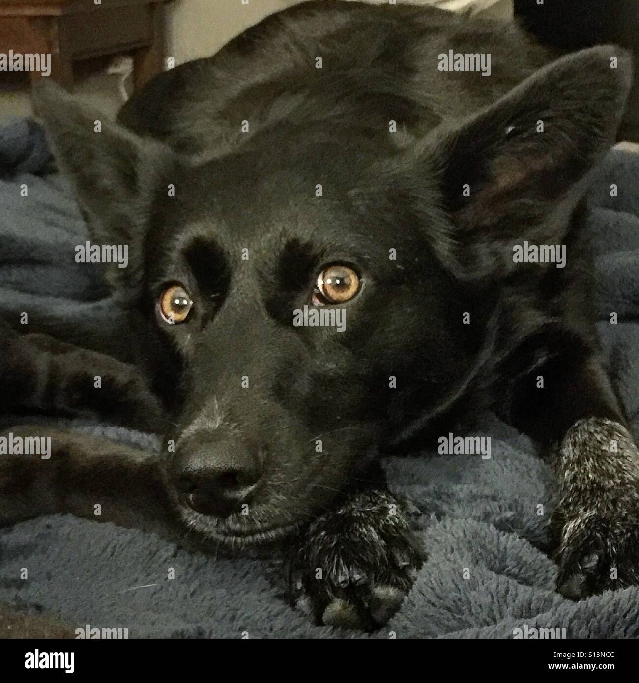 Dog guilty hi-res stock photography and images - Alamy