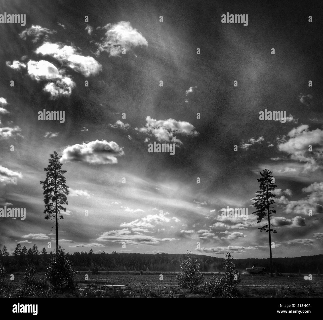 Pinetree Black and White Stock Photos & Images - Alamy