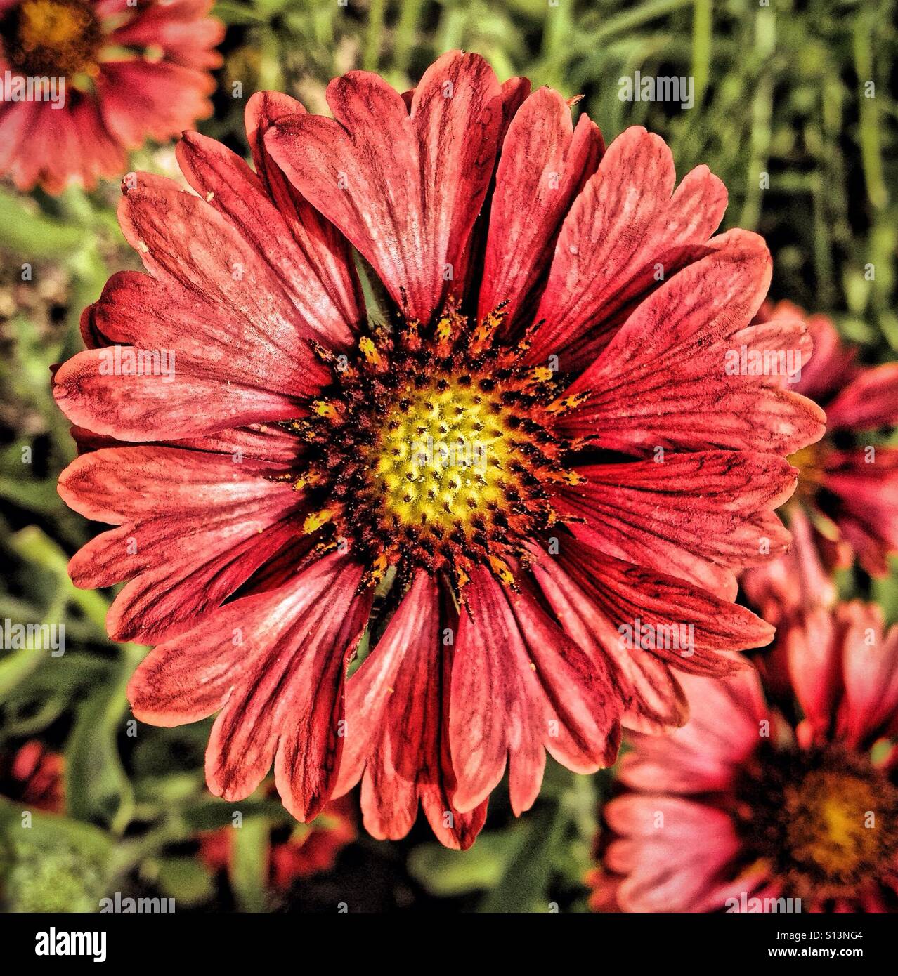 HDR rendered flower Stock Photo - Alamy