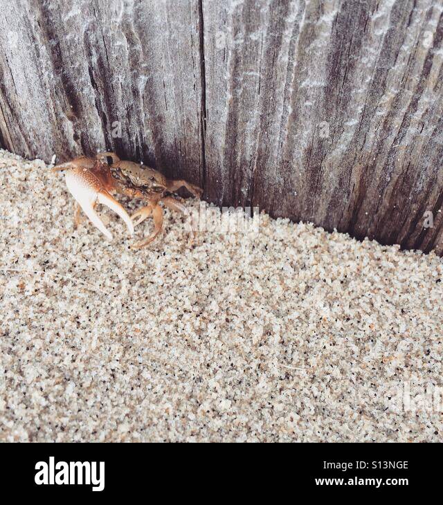 Crab of wood hi-res stock photography and images - Alamy