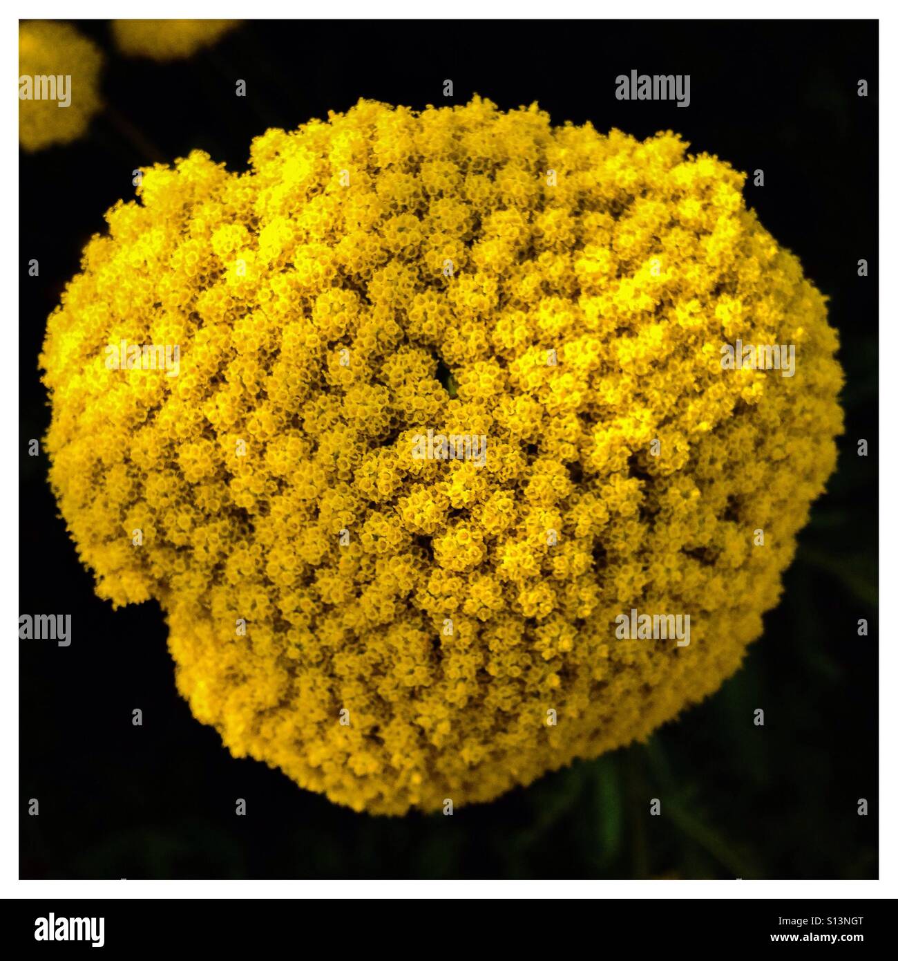 Macro of a compound yellow flower head Stock Photo - Alamy