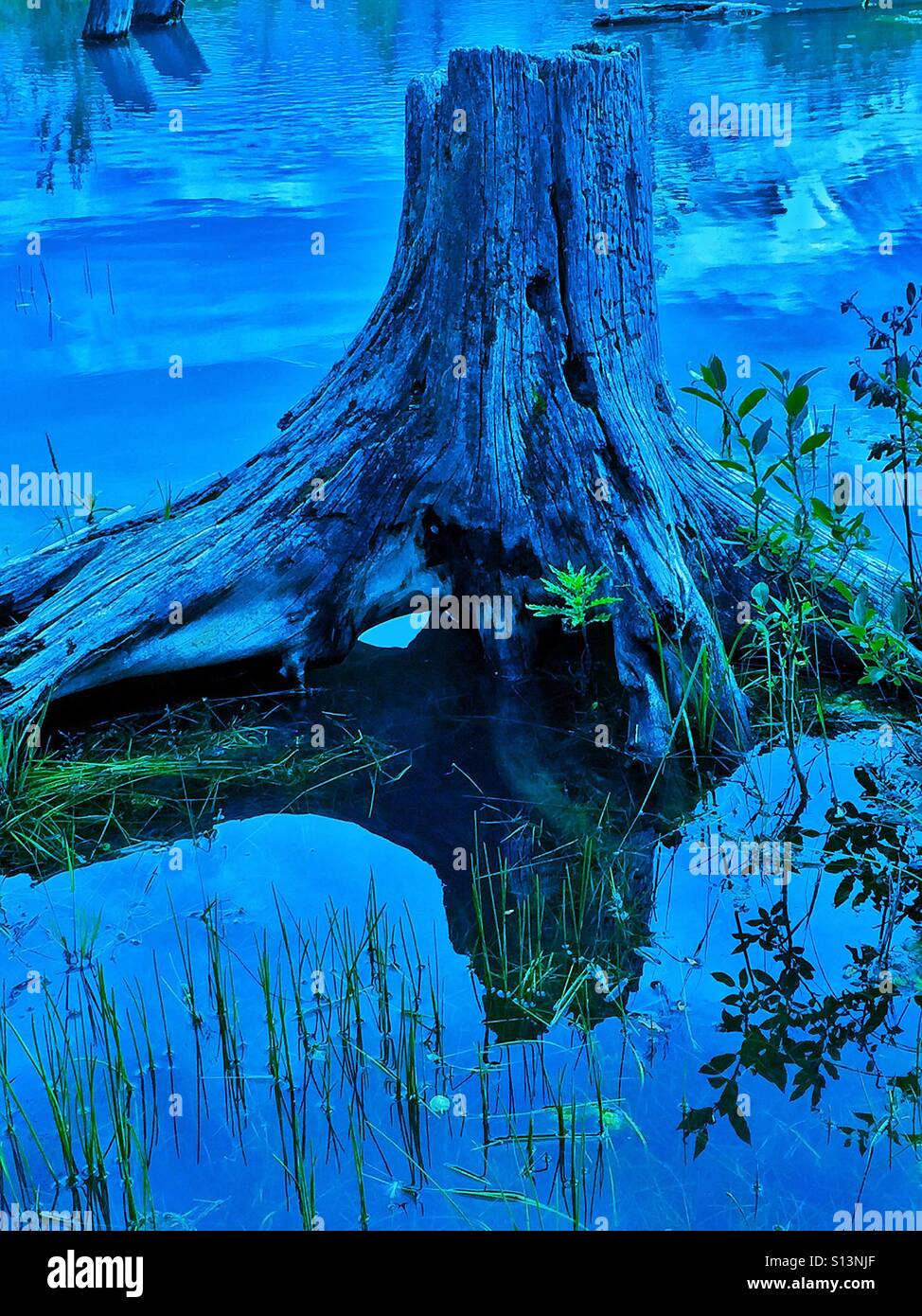 Shades of blue stump in a pond Stock Photo - Alamy