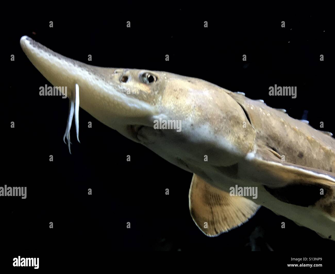 Sturgeon fish hi-res stock photography and images - Alamy