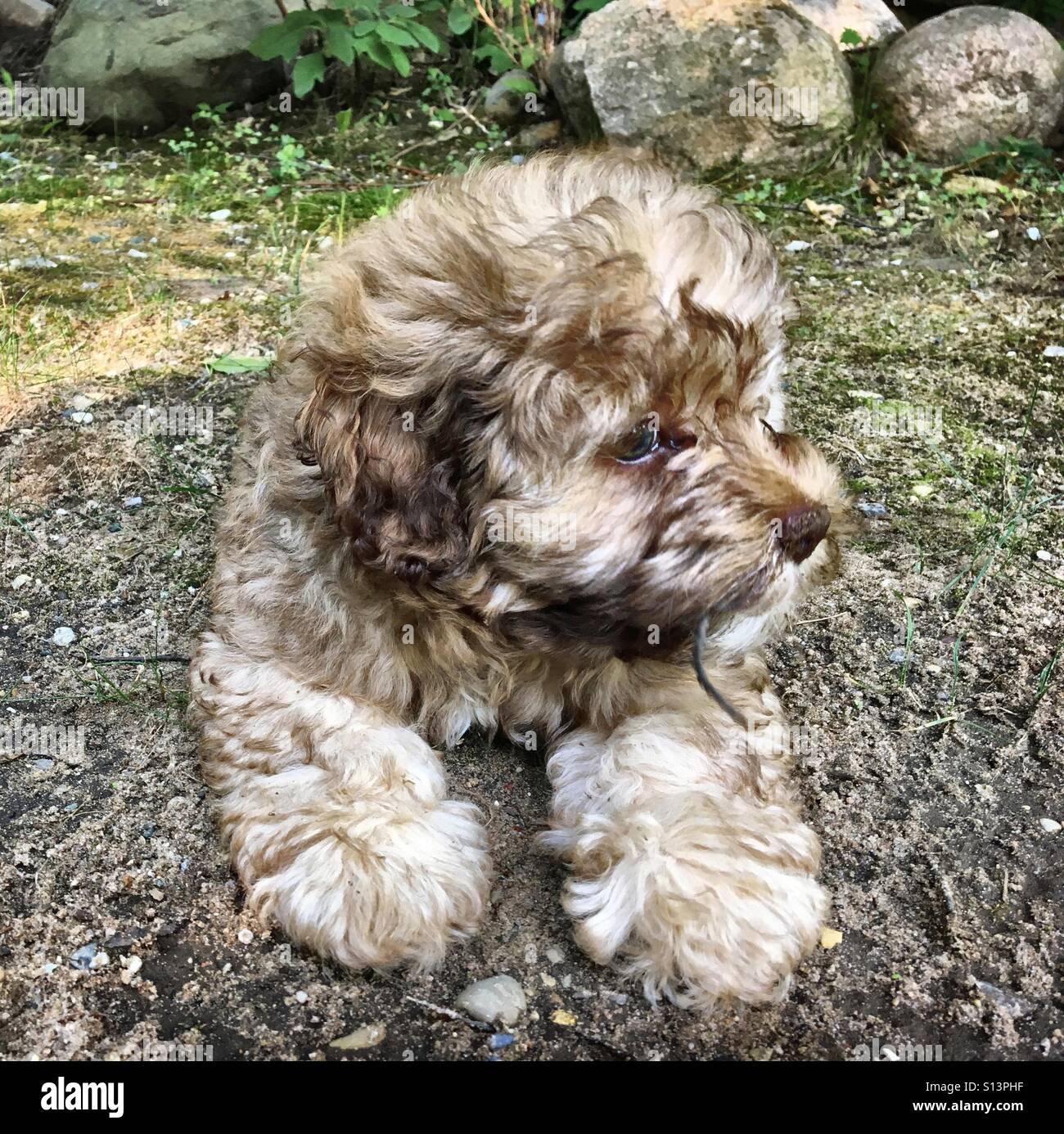 Teddy bear puppy Stock Photo - Alamy