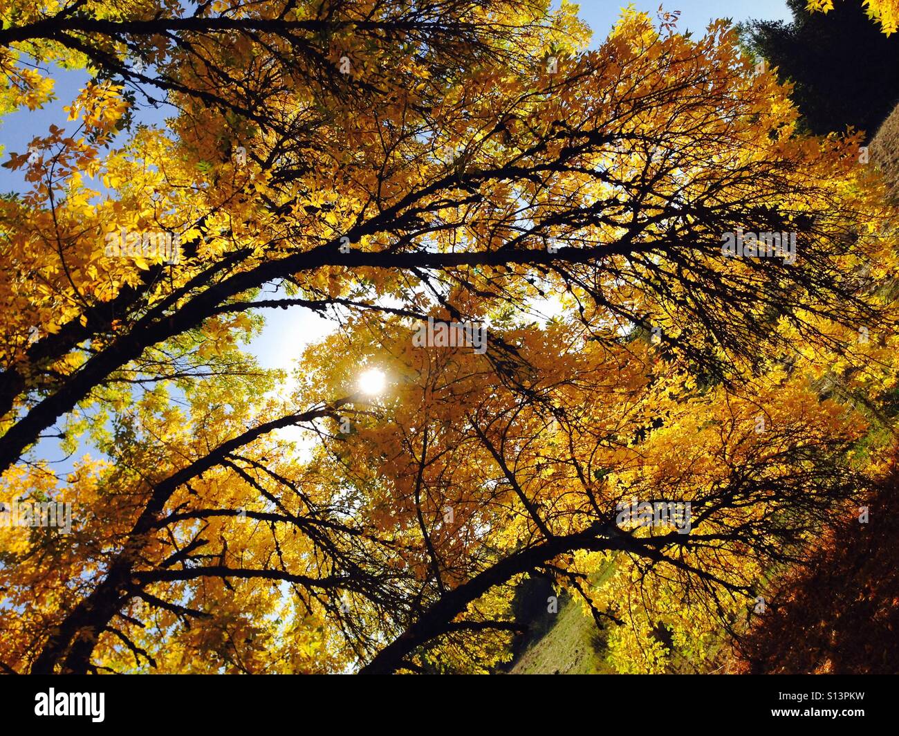 Autumn splendor hi-res stock photography and images - Alamy