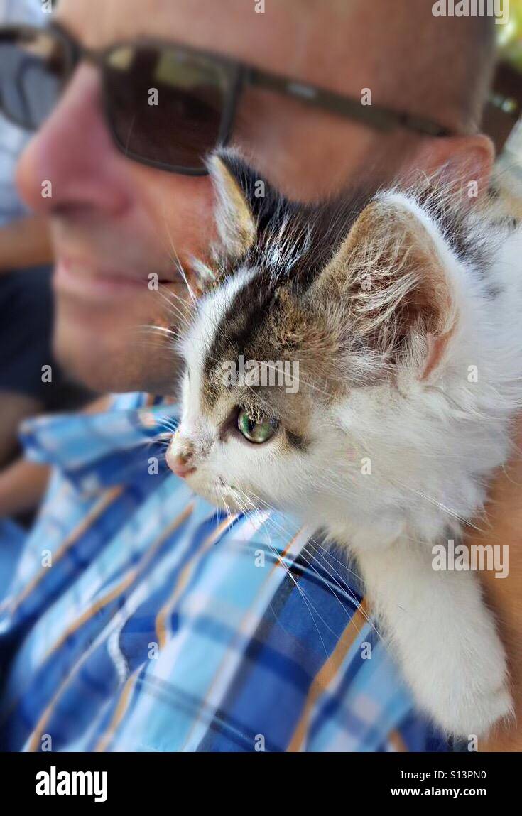 ...baby cat is watching the world Stock Photo - Alamy