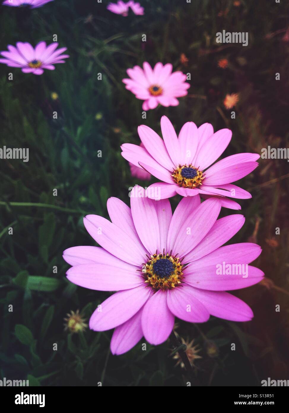 Cape daisy flower Stock Photo - Alamy