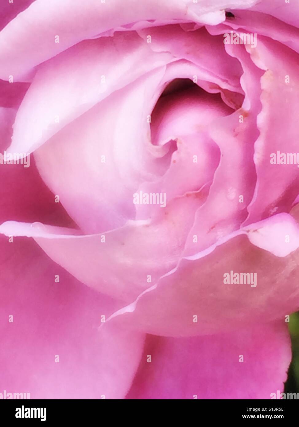 Opening rose bud hi-res stock photography and images - Alamy