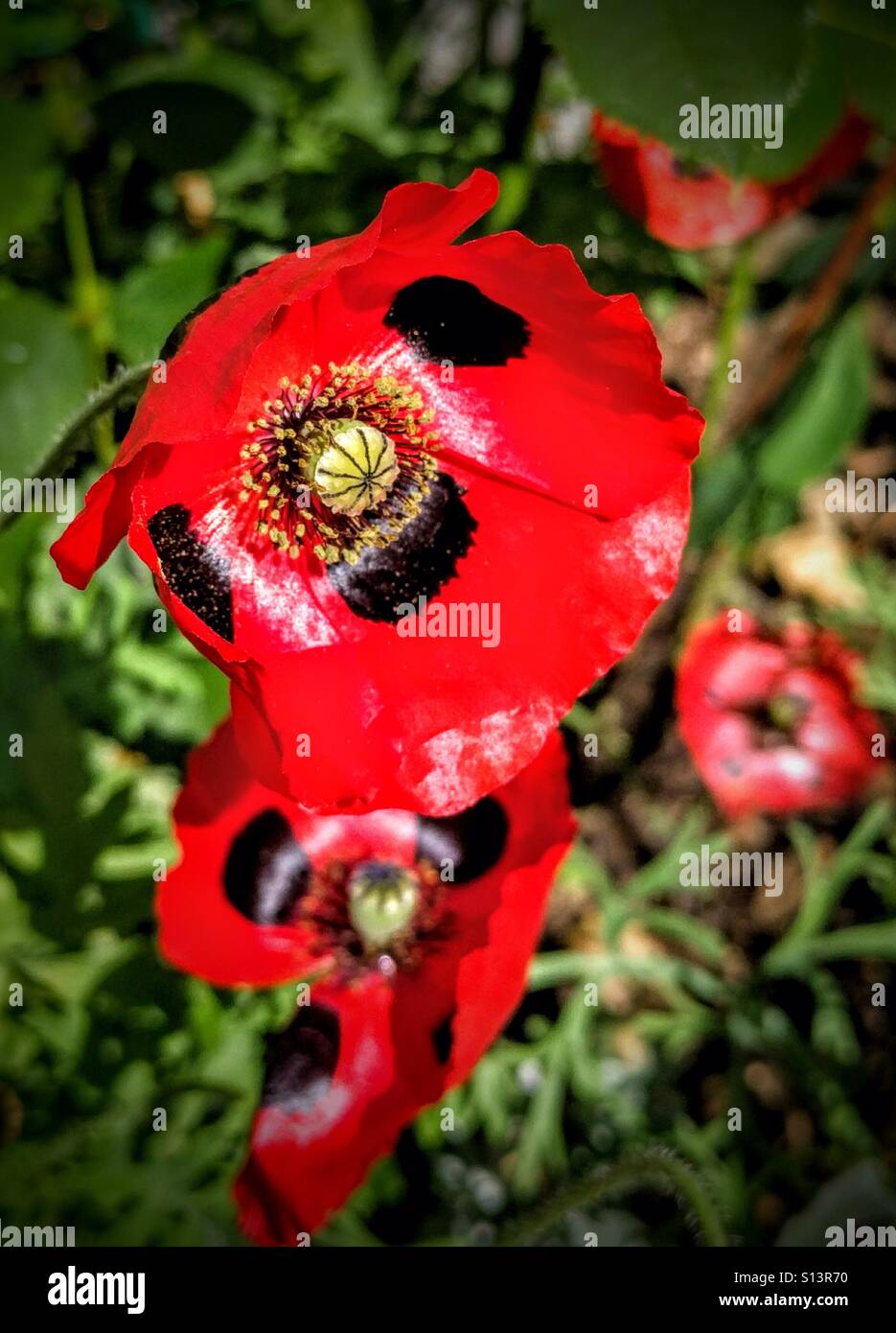 The poppi red hi-res stock photography and images - Alamy