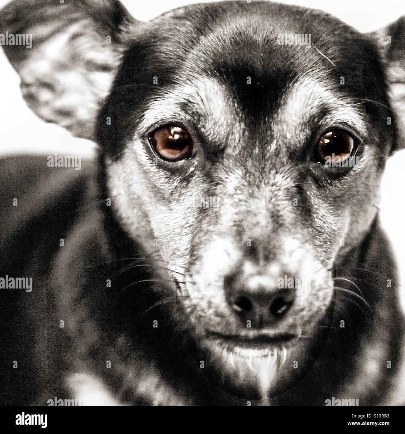 Jack Russell portrait Stock Photo - Alamy