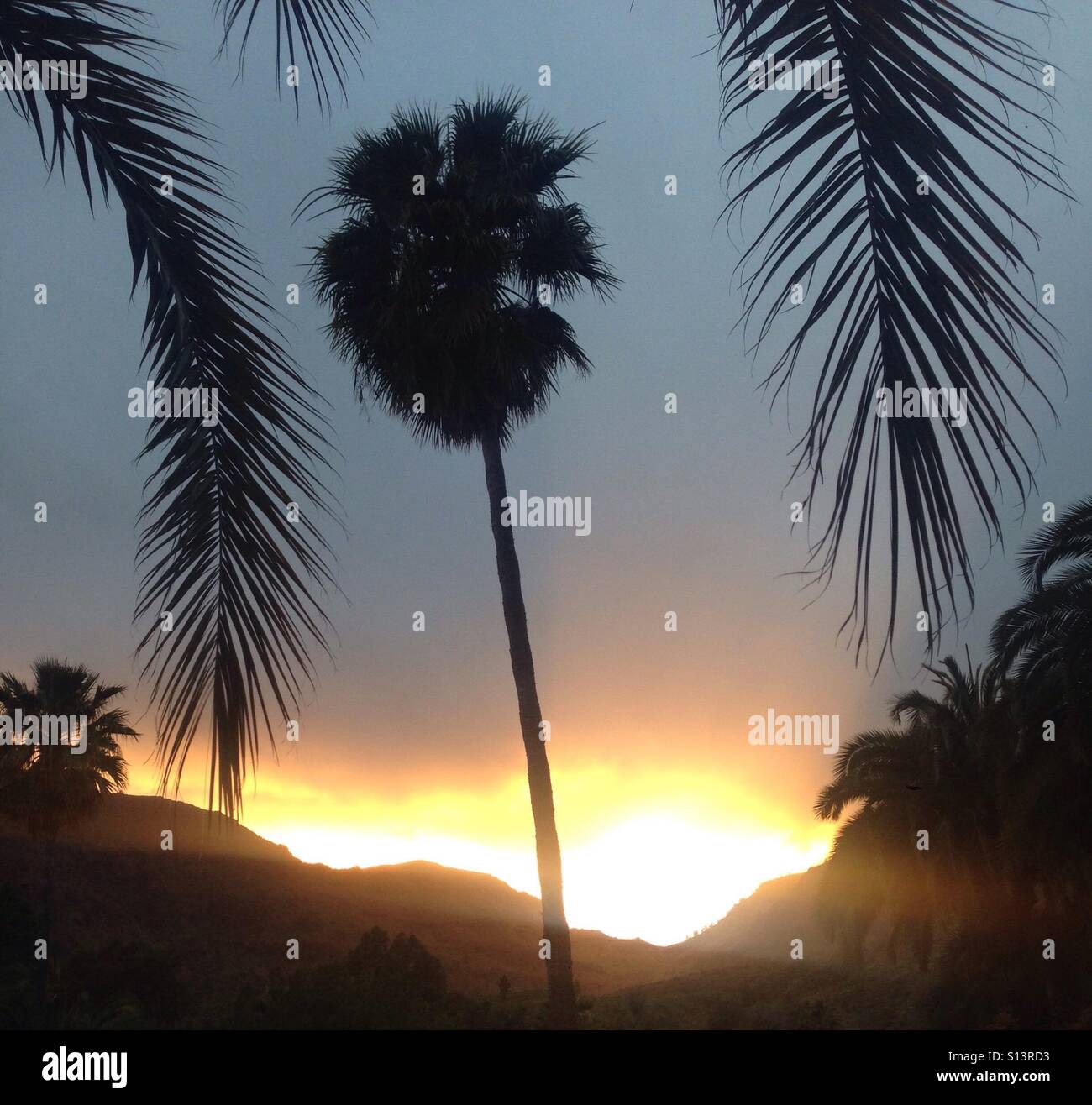 Palm Tree Sunset Stock Photo - Alamy