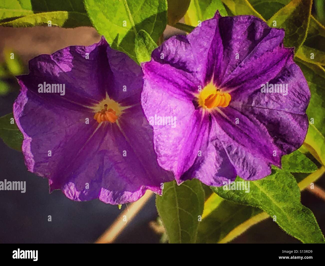 Blue solanum shrub flower, Solanum rantonnetii Stock Photo - Alamy