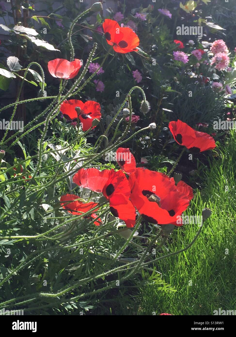 Ladybird poppies hi-res stock photography and images - Alamy