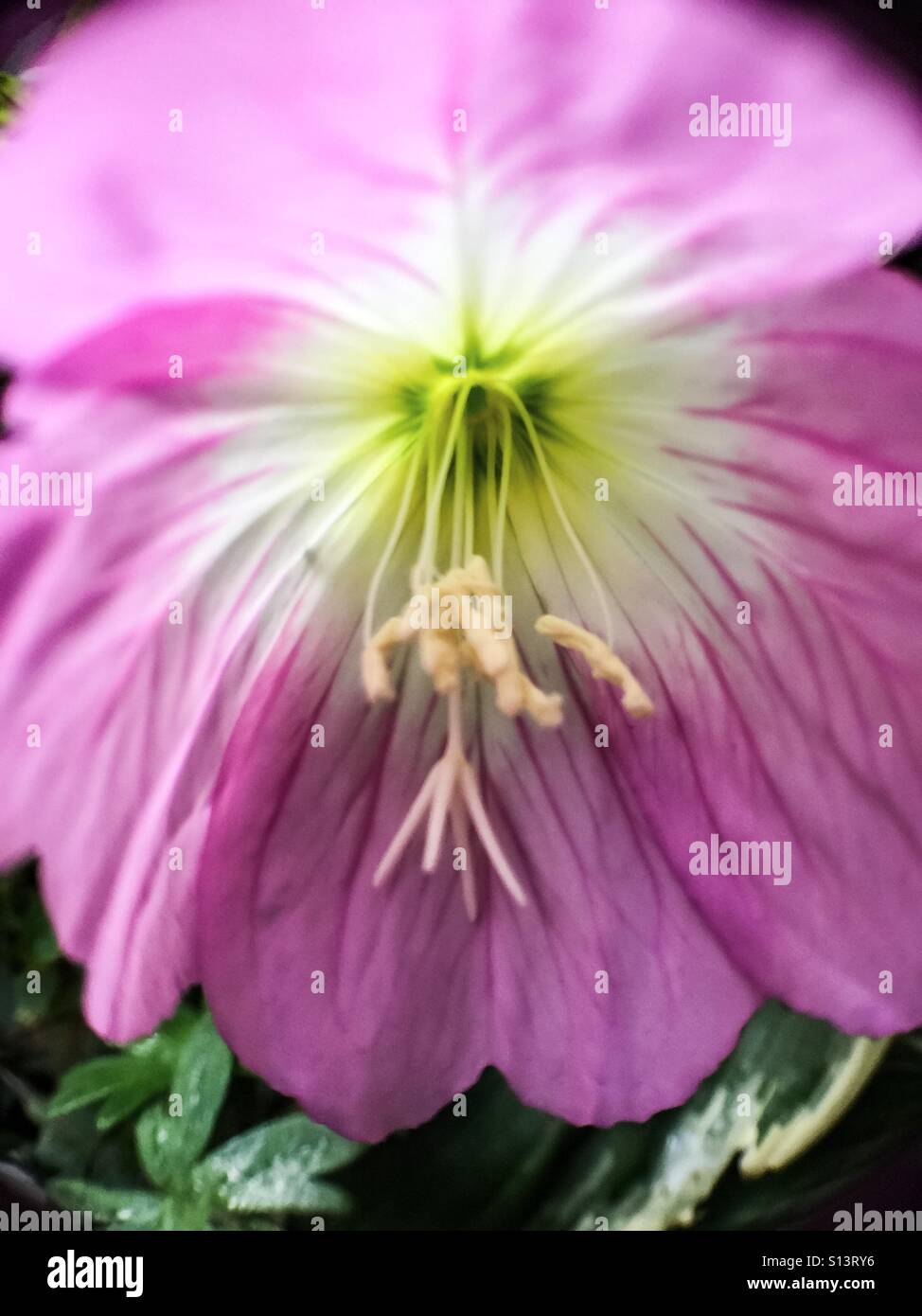 Pink evening primrose hi-res stock photography and images - Alamy