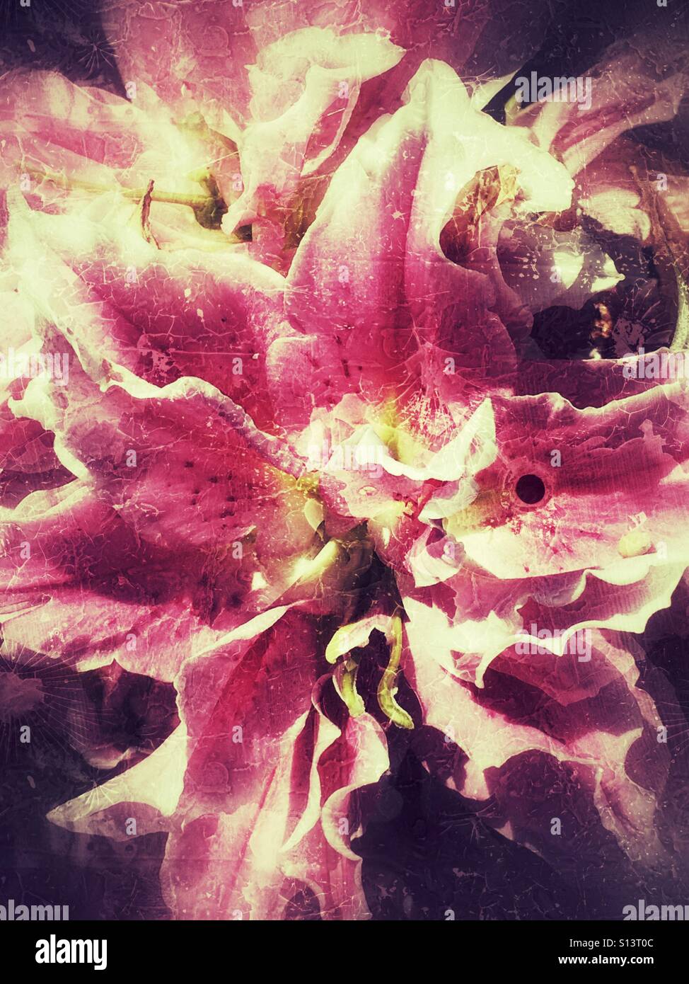 Frilly flowers hi-res stock photography and images - Alamy