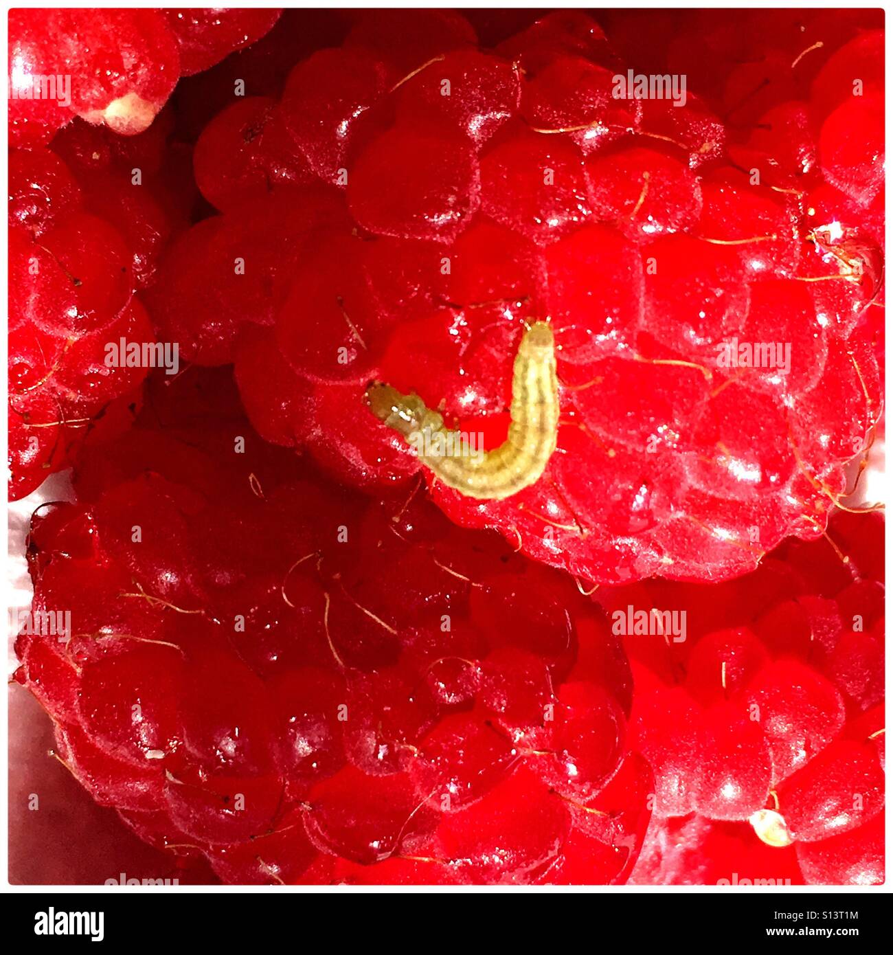 Fruit worm hi-res stock photography and images - Alamy