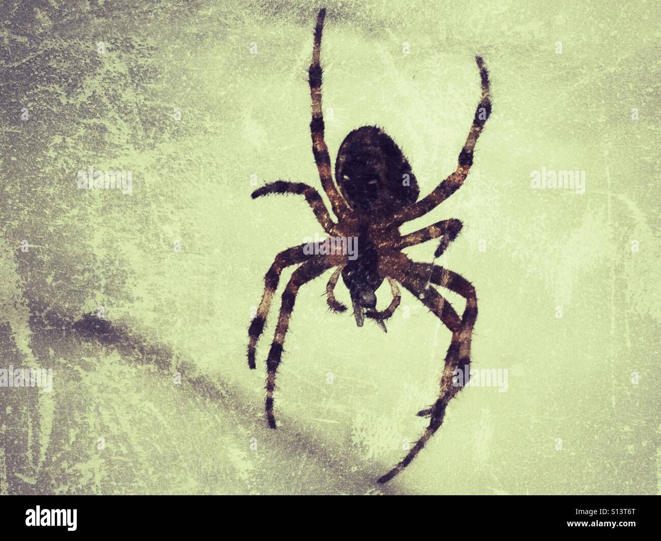 Big scary creepy spider hi-res stock photography and images - Alamy