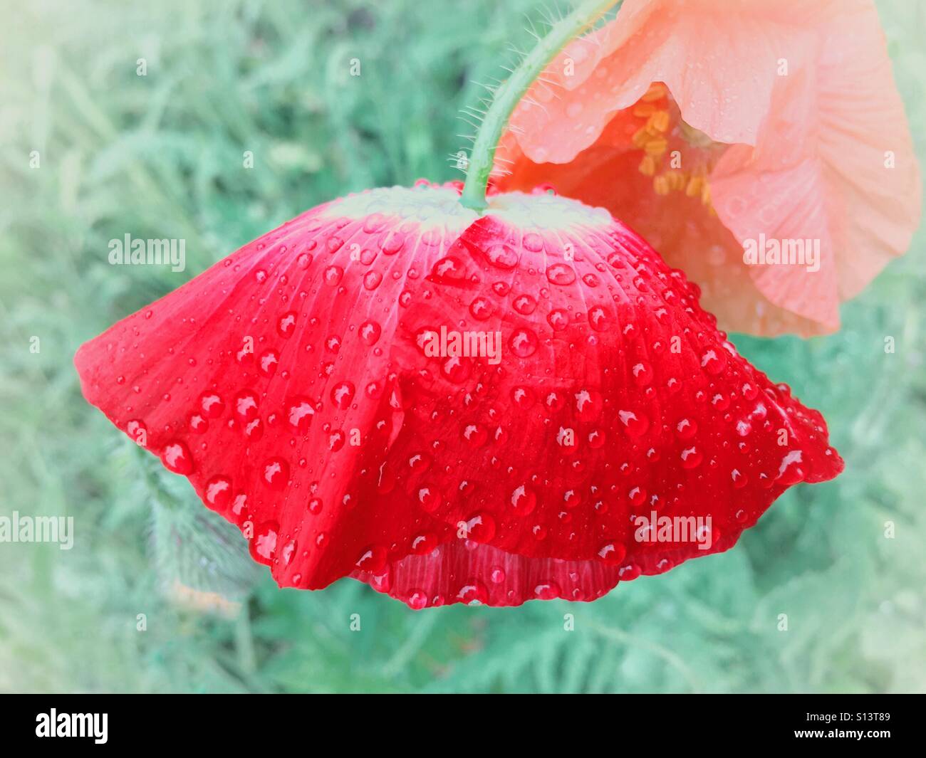 Drooping drop hi-res stock photography and images - Alamy