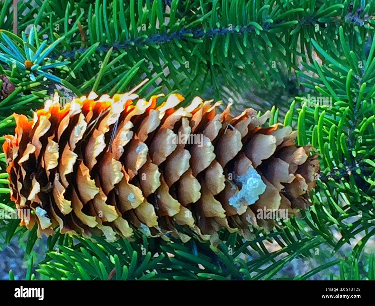 Acorn on an evergreen tree Stock Photo - Alamy