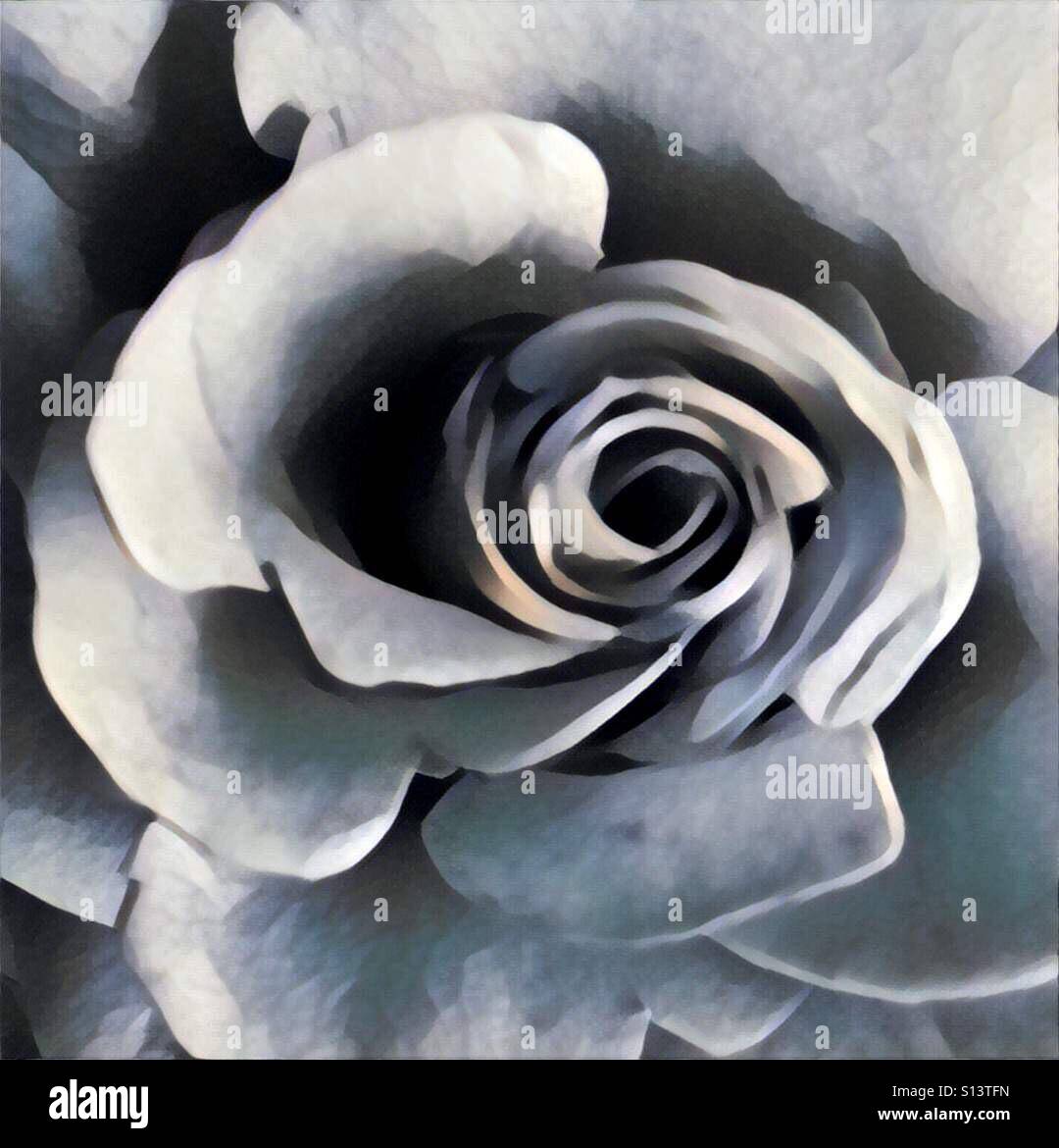 A different white rose Stock Photo - Alamy