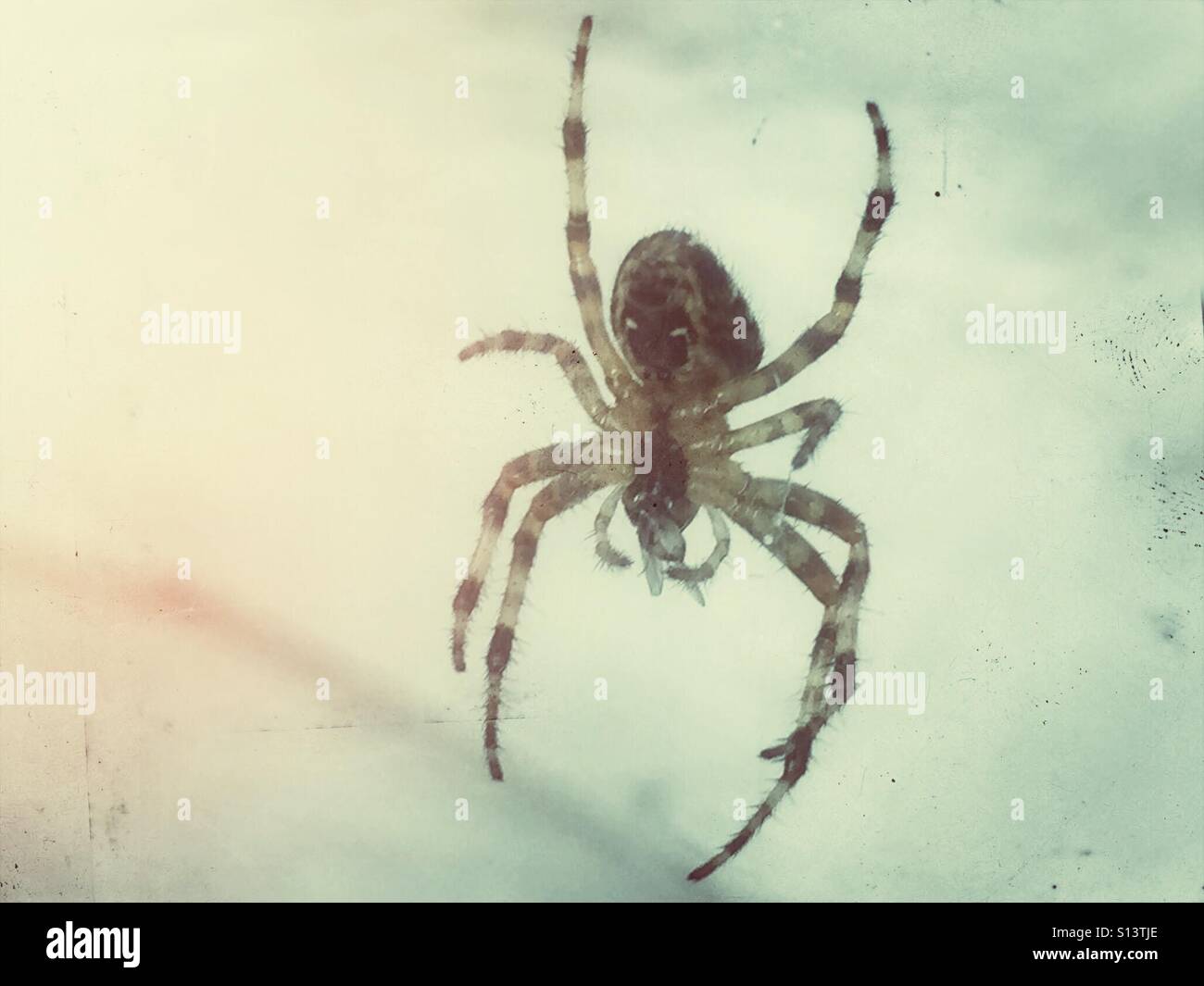Spiders catching insects hi-res stock photography and images - Alamy