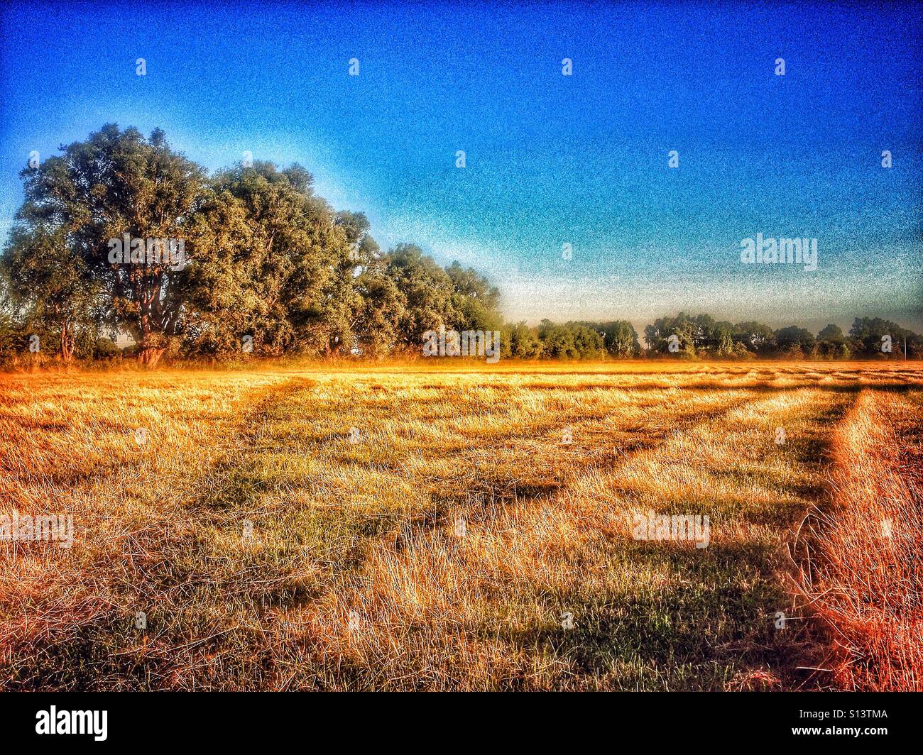 Cut corn field hi-res stock photography and images - Alamy