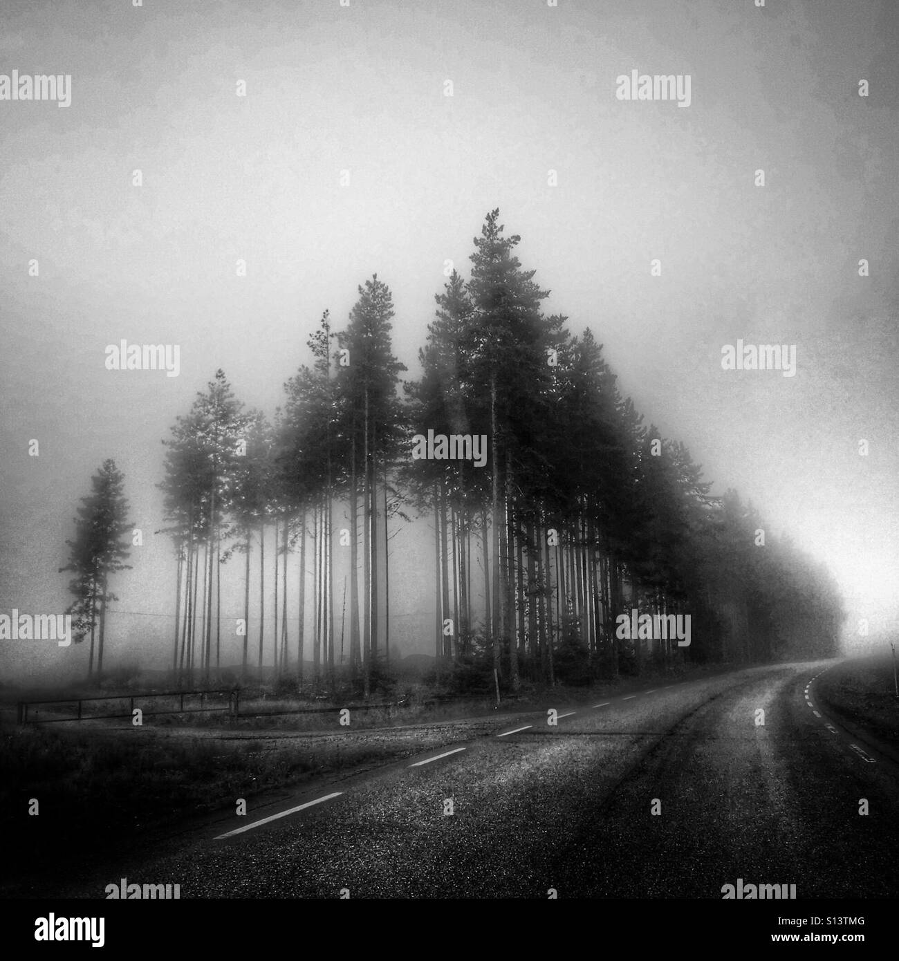 Cluster of trees Black and White Stock Photos & Images - Alamy