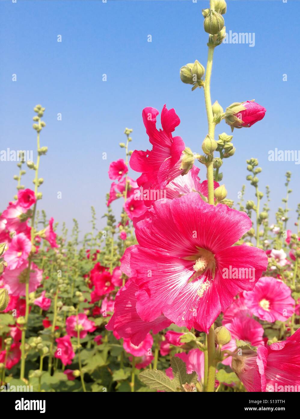 Holly hock hi-res stock photography and images - Alamy