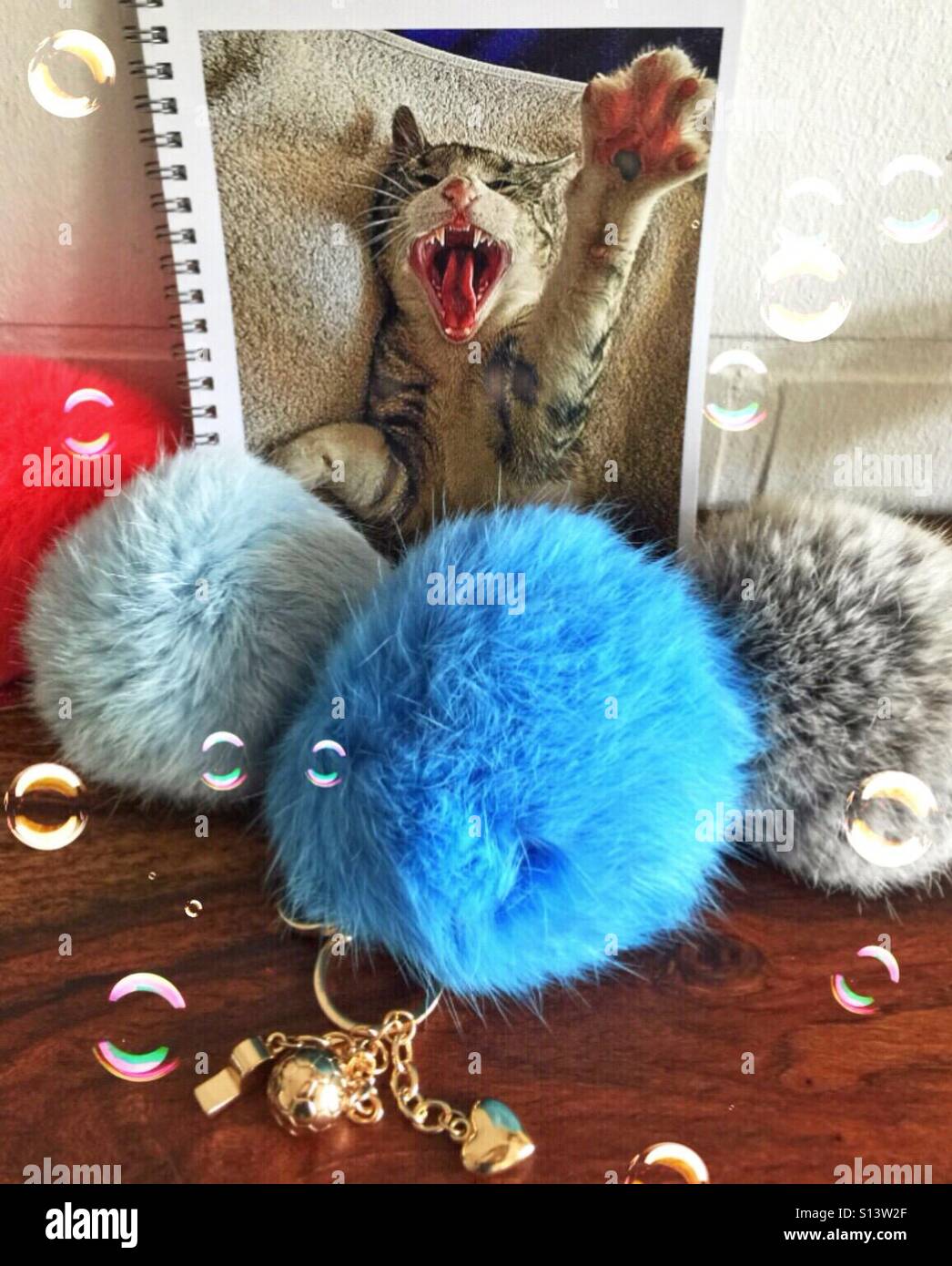 ..happy birthday (4) to my he-cat: picture-book! Stock Photo - Alamy