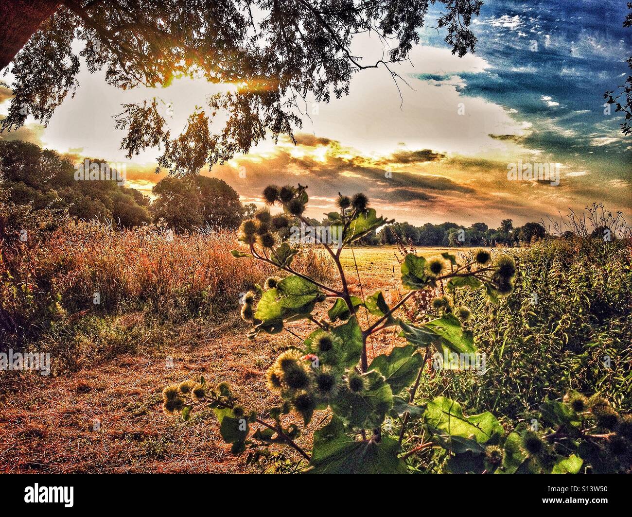 Countryside nature trees hi-res stock photography and images - Alamy