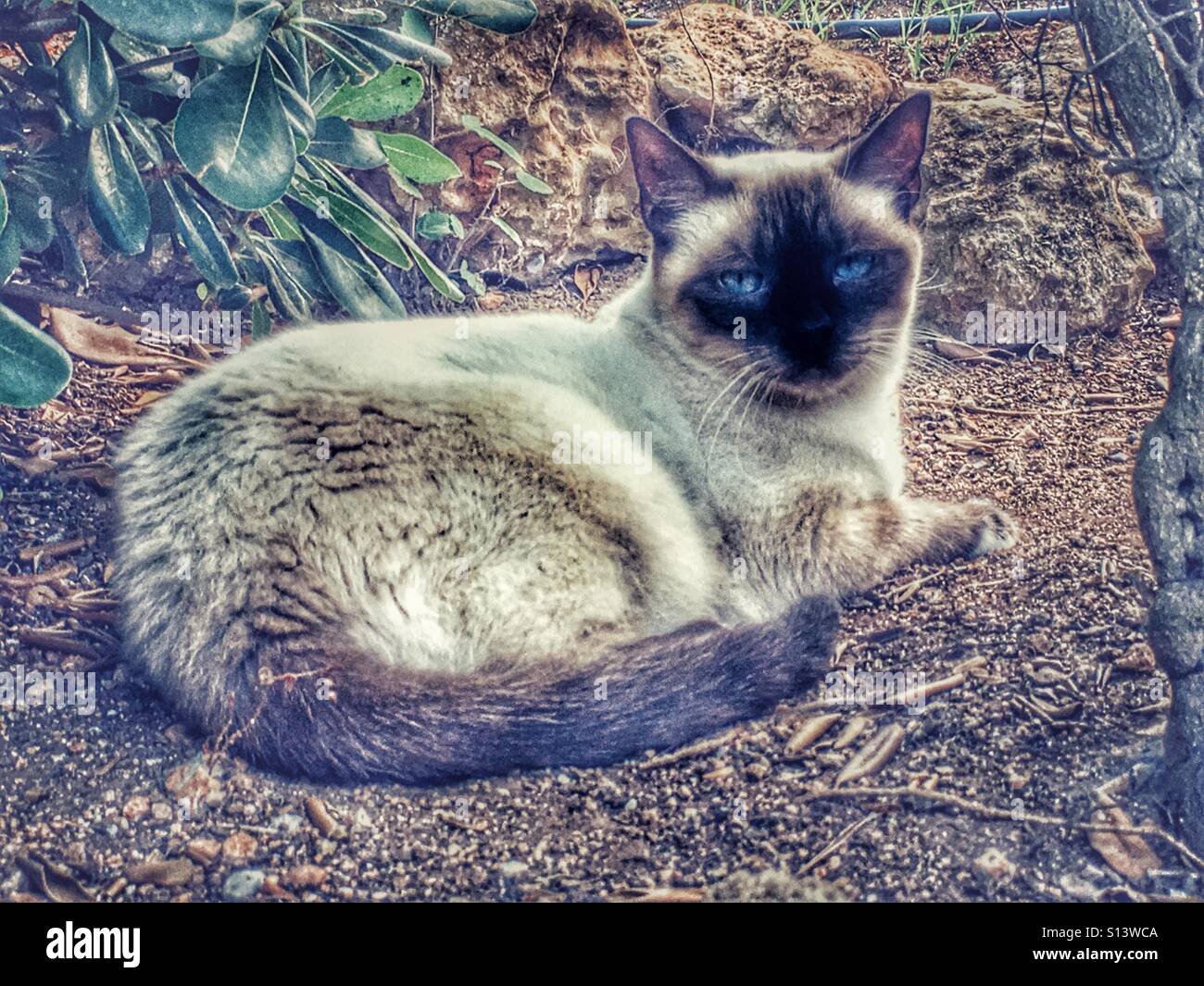 Siamese cat in the garden Stock Photo - Alamy