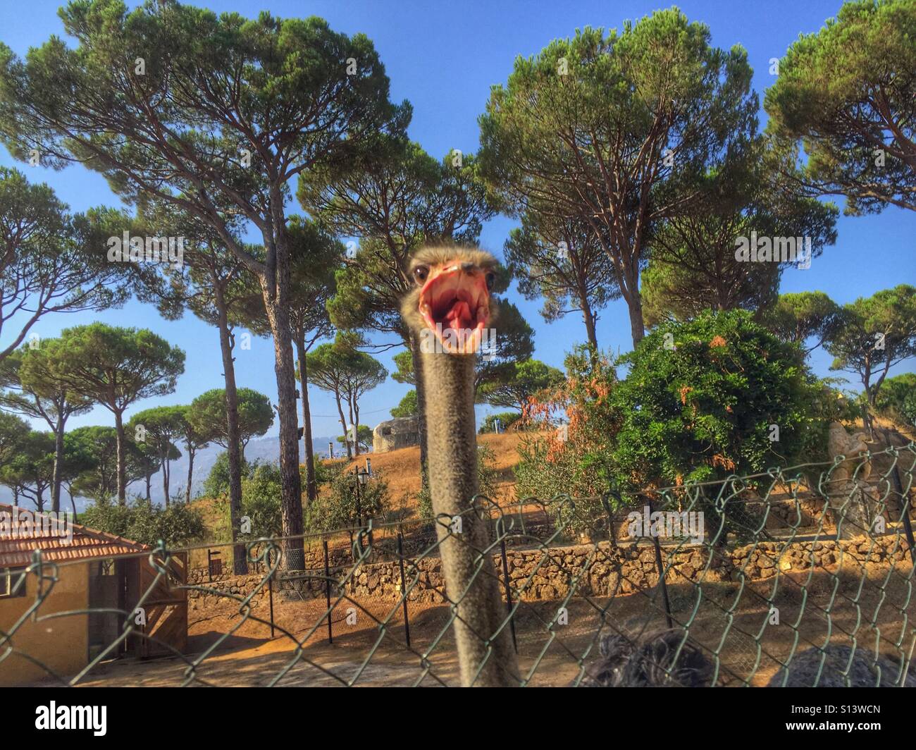 Hungry animal hi-res stock photography and images - Alamy