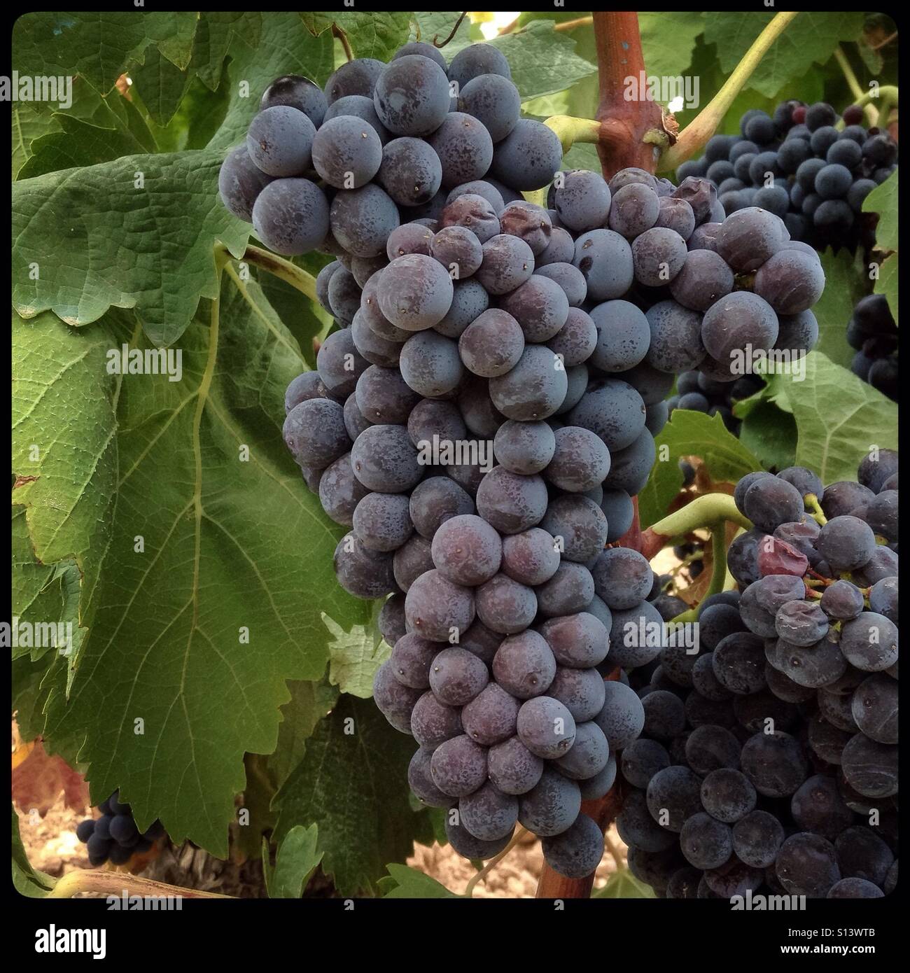 Carignan spain hi-res stock photography and images - Alamy