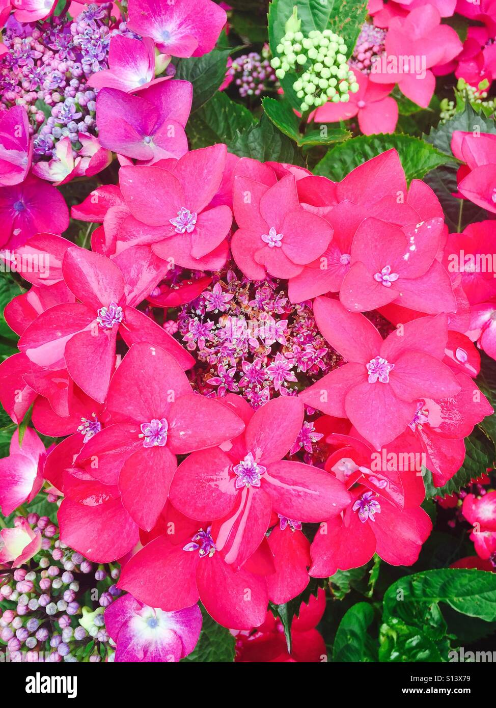 Pink lacecap hydrangea hi-res stock photography and images - Alamy