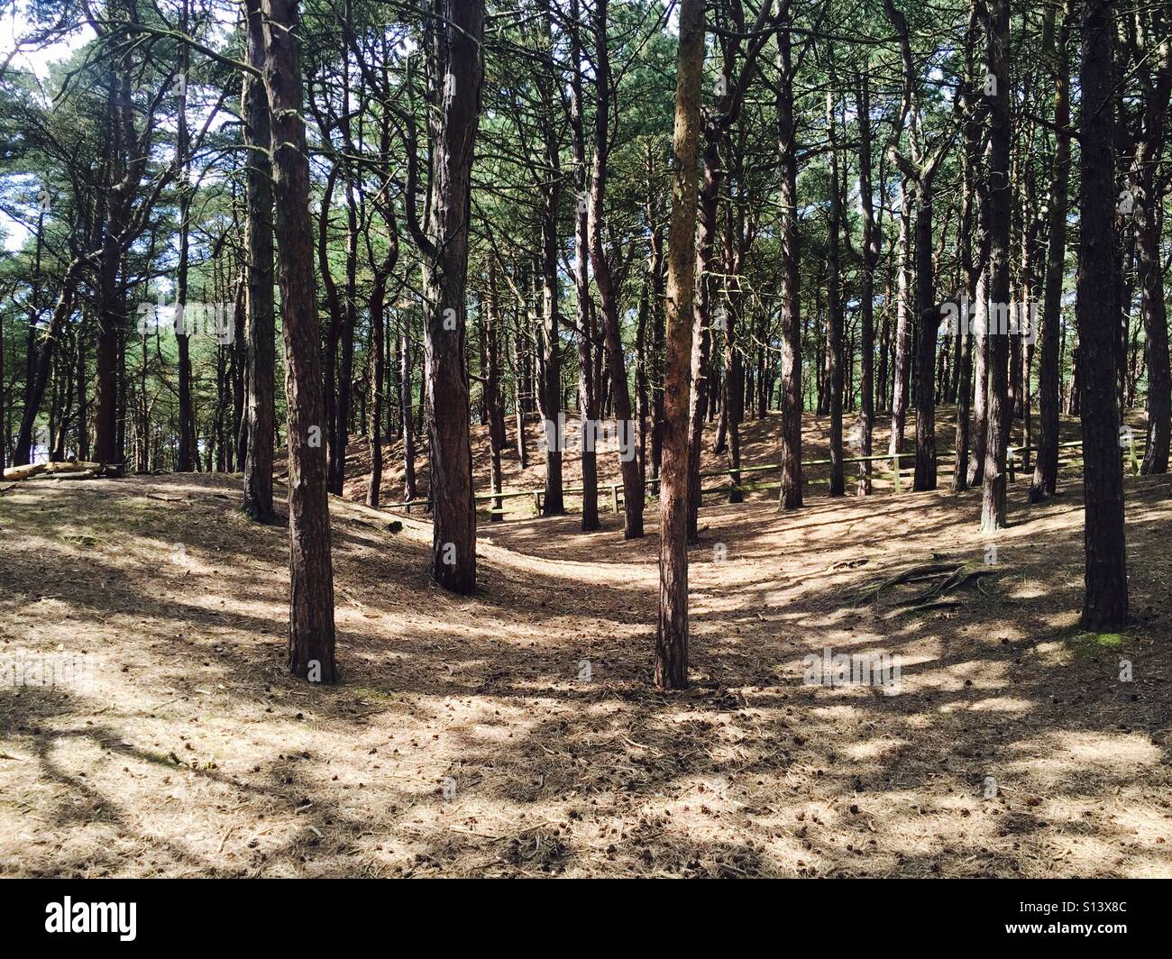 Woodland dappled in sunshine hi-res stock photography and images - Alamy