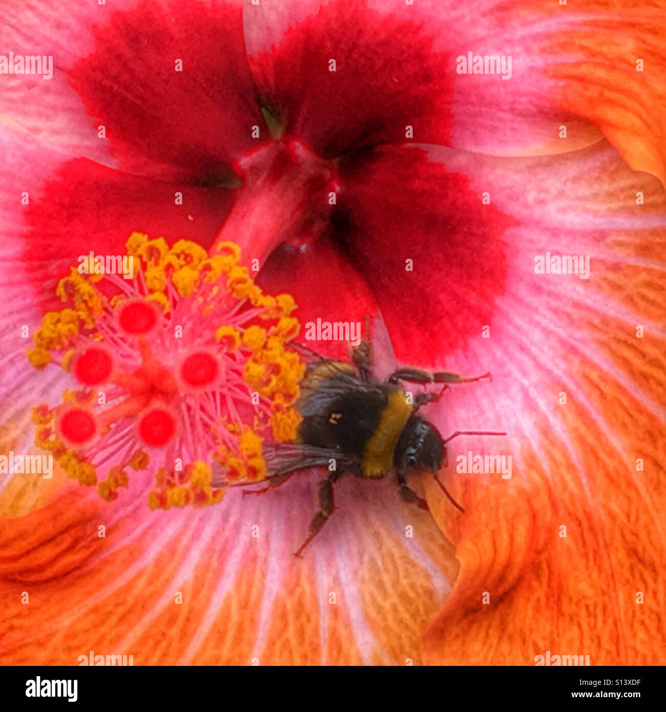 Honeybee in a hibiscus flower Stock Photo - Alamy