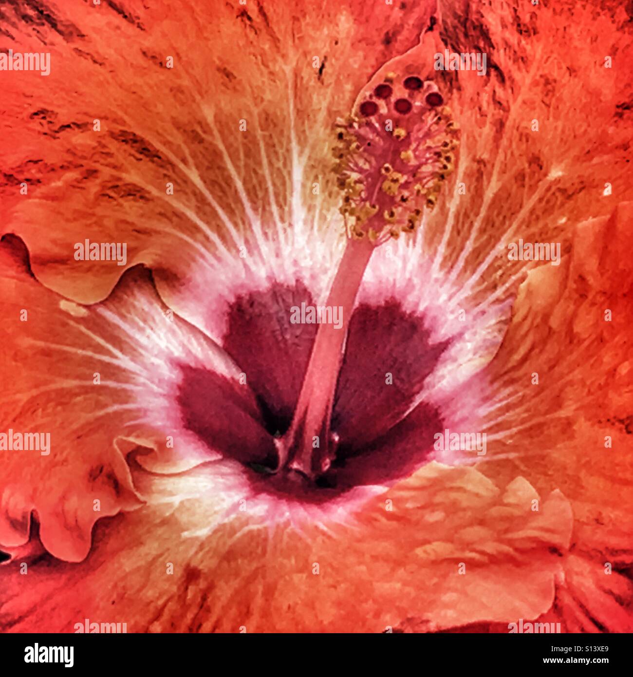 Hibiscus flower, close up Stock Photo - Alamy