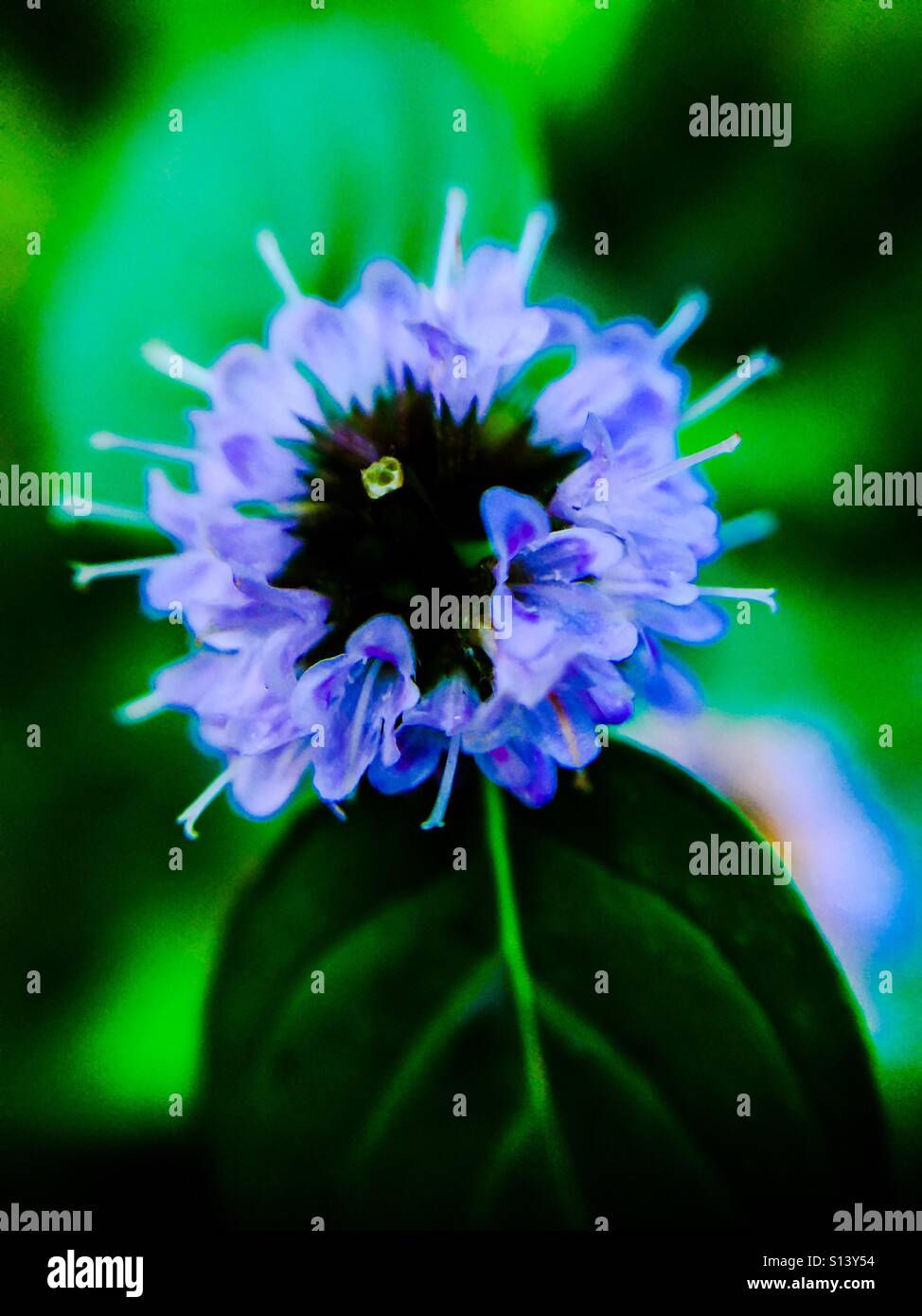 Blue and mint hi-res stock photography and images - Alamy