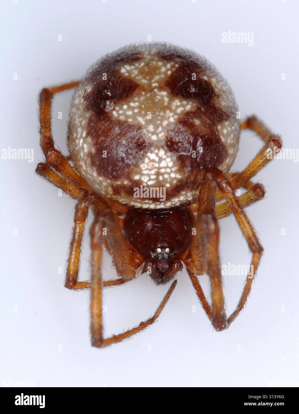 Creepy Bug Stock Photos & Creepy Bug Stock Images - Alamy